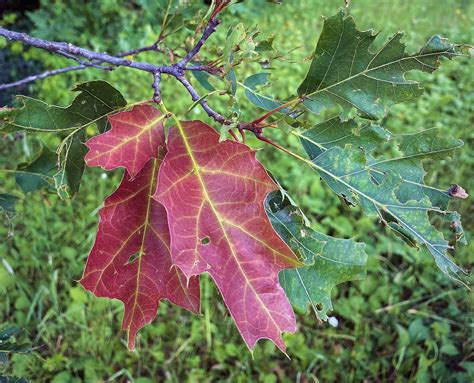 Its Summer Why Are My Oak Tree Leaves Red Extension Dodge County