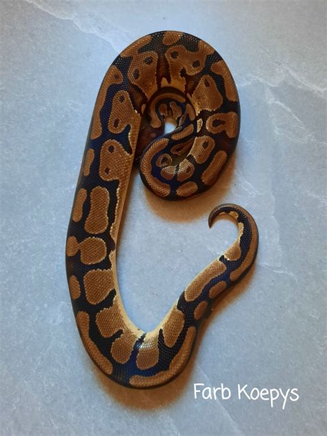 Sunrise Ball Python Traits Morphpedia