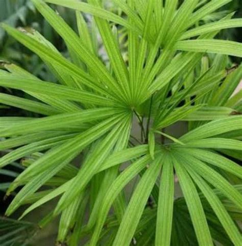 Lady Palm Tree Seeds Pearls Nursery