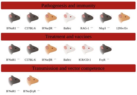 Mouse Models Of Mayaro Virus