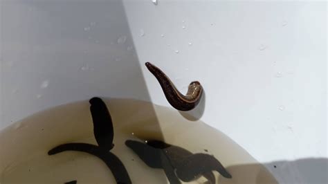 Medicinal Leech Species On The Edge Wildlife And Habitat Conservation