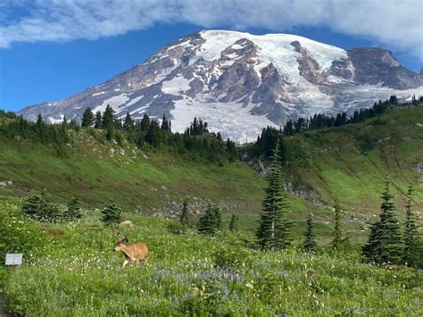 Visit Rainier On Linkedin Whether Youre Looking For Crowds Or Want To Avoid Them Youll Find