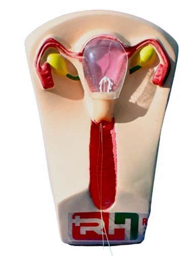 Human Anatomical Models Liver Pancrease Deodenum Manufacturer From Jaipur