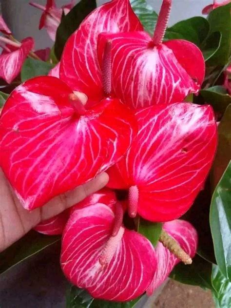 වටිනා පැටව් තුන් දෙනෙක් ඉන්නව 🥰 Krishantha Fernando