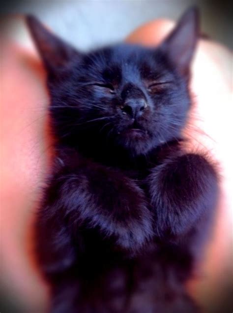 Black Cats Kittens Cute