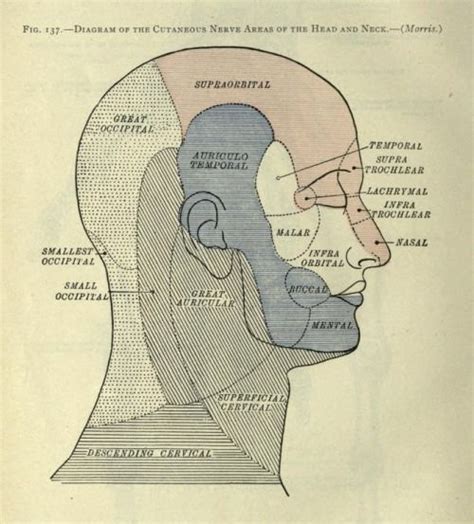 Nemfrog Diagram Scientific Illustration Nerve