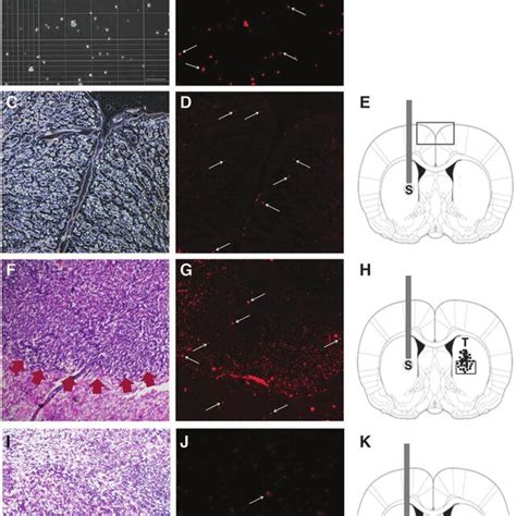 Hipsc Derived Astrocytes Maintain Migration Characteristics In Vivo Download Scientific
