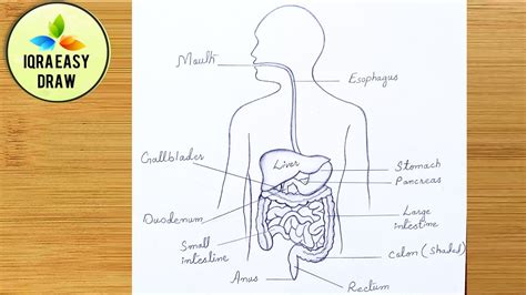 How To Draw Human Digestive System Step By Step Easy Way To Draw