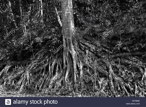 Trees Soil Erosion Black And White Stock Photos Images Alamy
