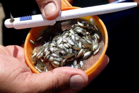 As Concerns Over Sex Reversal Grow Mixed Sex Tilapia Farming Gets A
