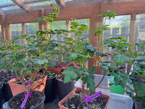 БОТАНИКА Питомник растений. Калуга 2024 | ВКонтакте