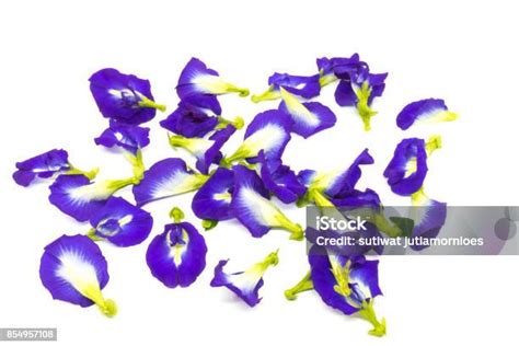 나비 완두콩 꽃이이 꽃 수 파란과 자주색 데 태국 디저트에 색칠 문제 0명에 대한 스톡 사진 및 기타 이미지 0명 건강한