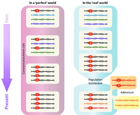 Left Panel Detecting Genetic Signatures Of Selection In A Perfect Download Scientific