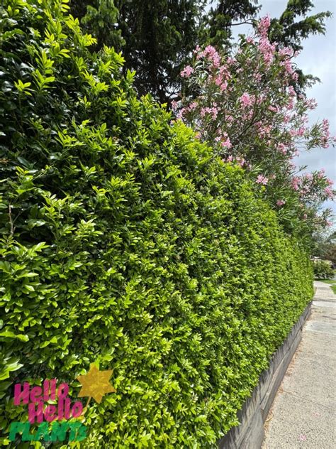 Murraya Orange Jessamine Hello Hello Plants