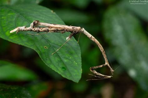 Toxoderidae • Pristine Asia