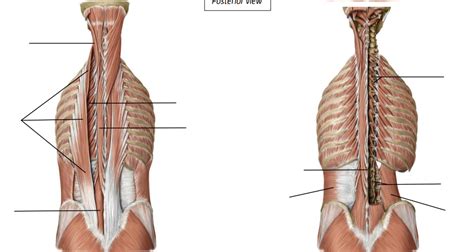 Diagram Of Anatomy Midterm Labelling 2 Quizlet