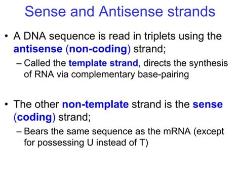 Ribonucleic Acids Molecular Structures And Functionspptx
