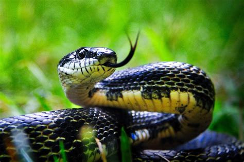 11 Spiritual Meanings Of Black Snakes In Dreams Its Bad Luck