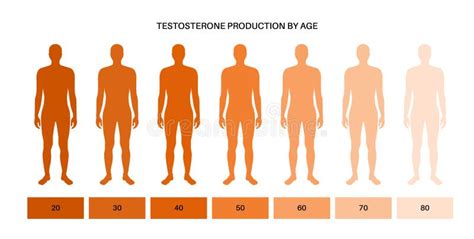 Testosterone Level Chart Stock Vector Illustration Of Medical 236560442