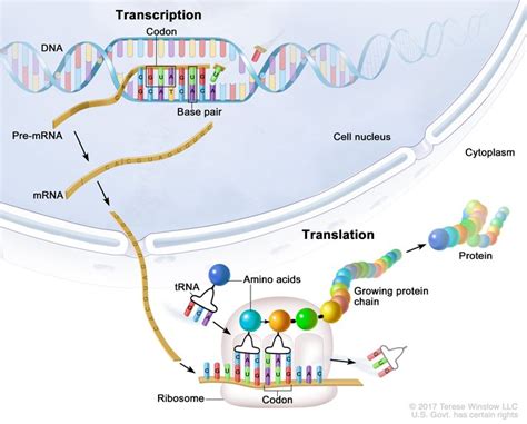 Transcription And Translation Chart
