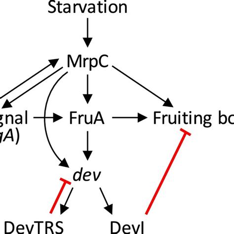 Simplified Model Of The Gene Regulatory Network Governing Formation Of