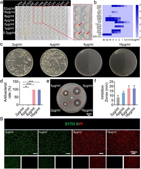 Screening For Drug Susceptibility Of Staphylococcus Aureus A