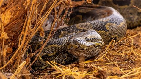 9 Animals Too Dangerous To Be Pets—but People Have Tried Anyway