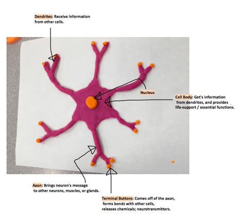 Neuron Communication Ashiana S Blog