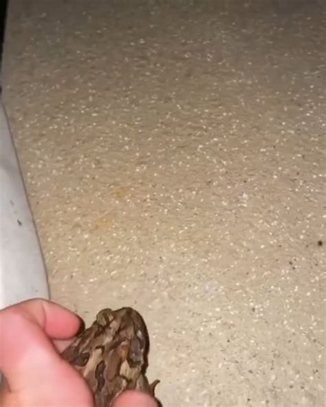 Pocket Toad 100 More Damage Against Insects Ritemshop