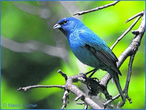 Image de Oiseau: Petit Oiseau Bleu Et Gris