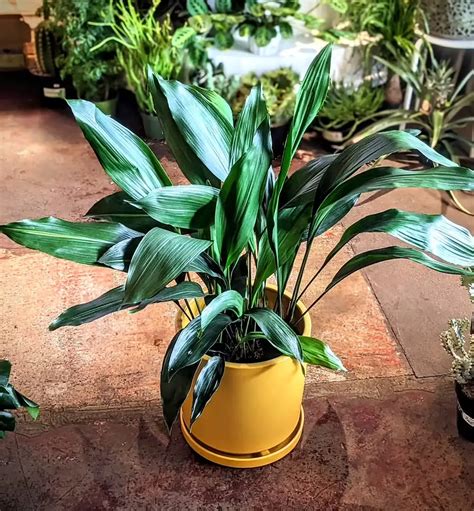 40 Easy Care Low Light Indoor Plants For Dark Corners