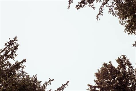 Premium Photo Branch Tree From Low Angle