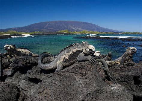 Are The Galapagos Islands Volcanic At Sarah Fox Blog