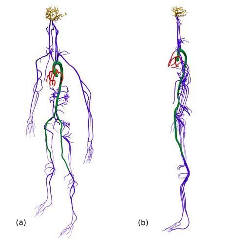 System Arterial Geometry A Frontal View B Side View The Vessels