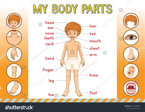 Kindergarten Parts Of The Body 2pcs A4 Human Body Posters Body