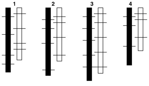 Typical Pattern Of Sex Specific Maps For Four Linkage Groups In A Download Scientific Diagram