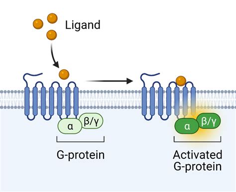 Gpcr 结合配体 Enamine中国