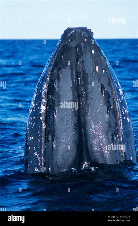 The Humpback Whale Megaptera Novaeangliae Is A Species Of Baleen