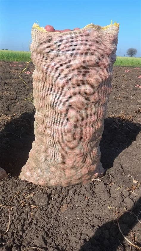 Brown A Grade Chipsona Potato At ₹ 16 Kg In Indore Id 2849755300455