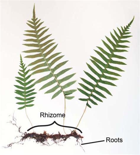 Fern Rhizomes
