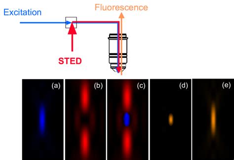 Psfs Utilisés En Microscopie Sted A Psf Dexcitation B Psf Sted Download Scientific