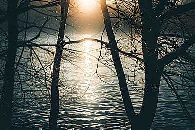 Sun Shining Through Trees Background Images HD Pictures And Wallpaper