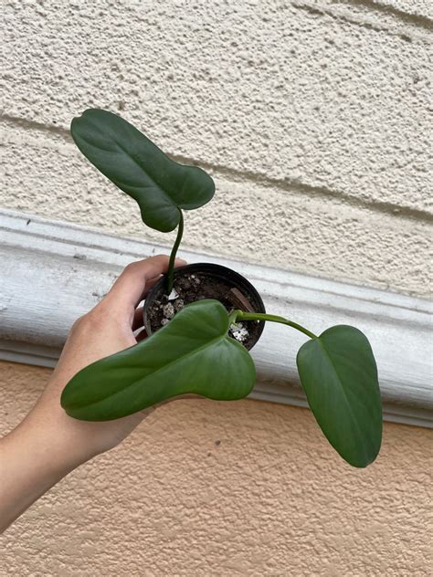 Reverted Philodendron Bipen Juvenile Bipennifolium Going 4 Leaves Furniture And Home Living