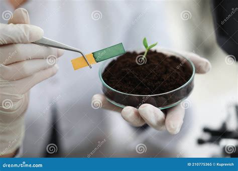 Researcher Holds Small Stemmed Glass Flask With Soil With Ph Test Strip Stock Image Image Of