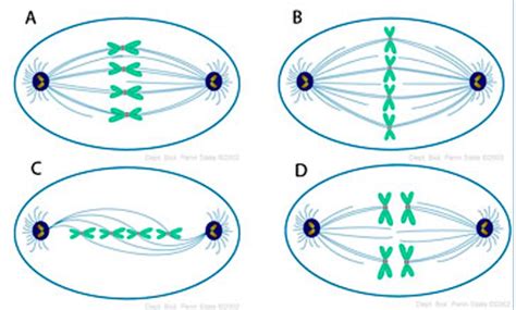 Bio 110 Exam 2 Questions Flashcards Quizlet