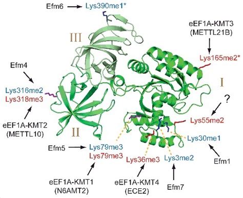 Regulation Of Eukaryotic Elongation Factor 1 Alpha Eef1a By Dynamic Lysine Methylation