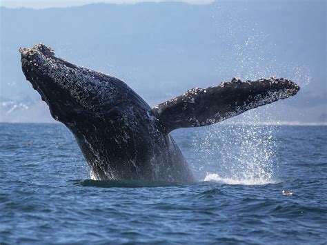 Breaching Humpback Whale Captured On Video In San Francisco Bay San