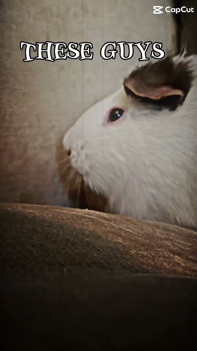 Sub For Hubblepheeby Youtube