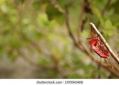 Beautiful Red Color Bugs Hanging Mating Stock Photo 1595043400 Shutterstock