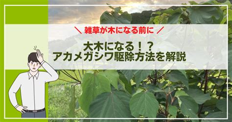 雑草が木になる前に！アカメガシワの駆除方法を解説 Kusakaroo｜くさかるー